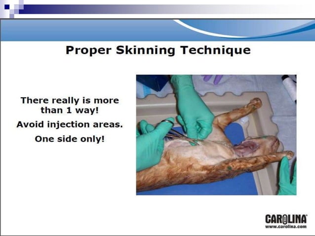 Cat dissection lab and notes chem and bio | PPTX | Heart and ...