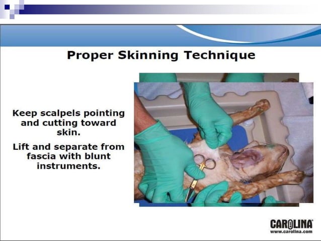 Cat dissection lab and notes chem and bio | PPTX | Heart and ...