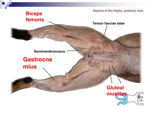 Cat dissection lab and notes chem and bio | PPTX | Heart and ...