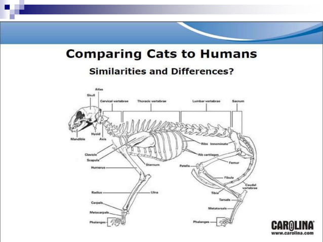 Cat dissection lab and notes chem and bio | PPT