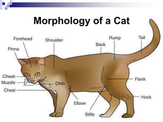 External Body Parts Cats