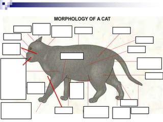 External Oblique Cat