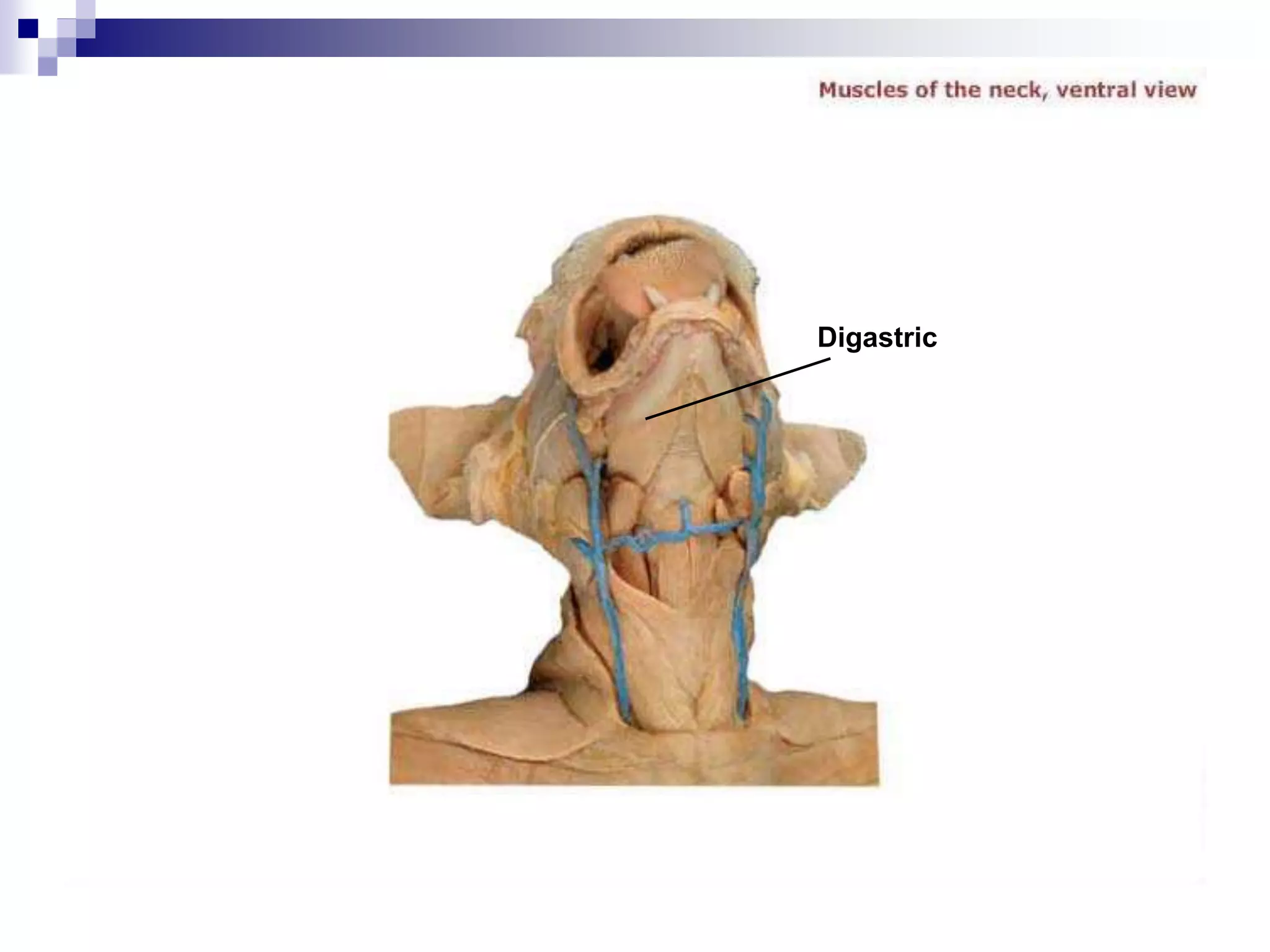 Cat dissection lab_labeled_images | PPTX