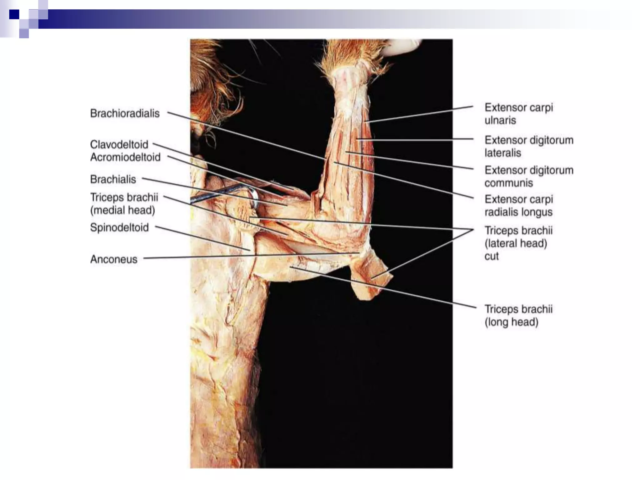 Cat dissection lab_labeled_images | PPTX