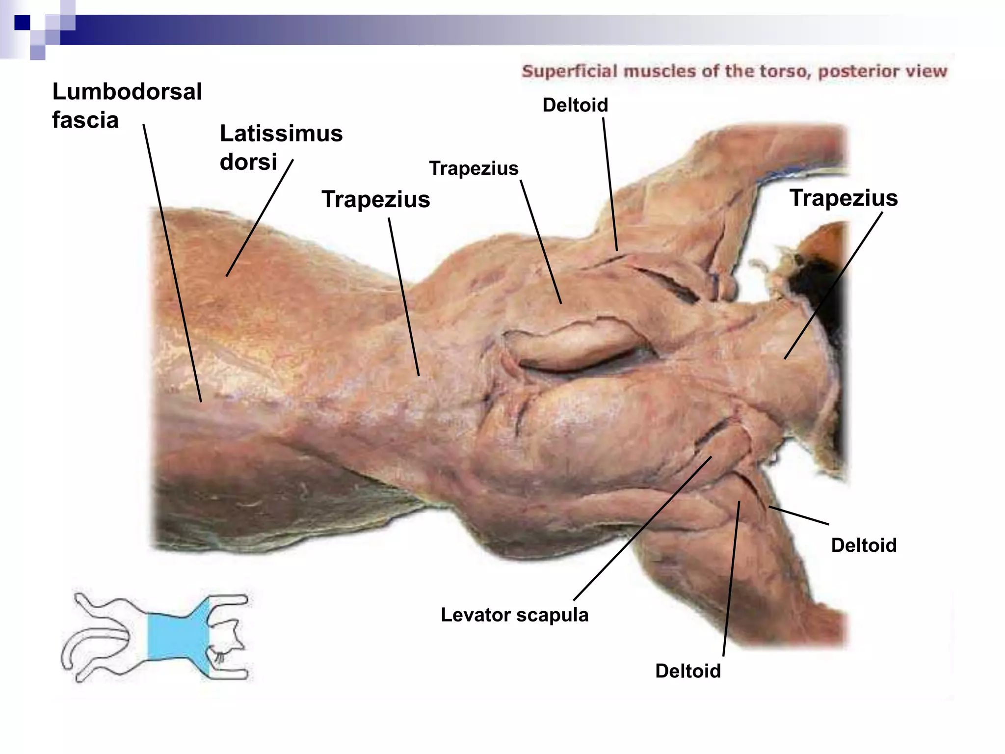 Cat dissection lab_labeled_images | PPTX