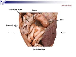 Cecum Cat Dissection