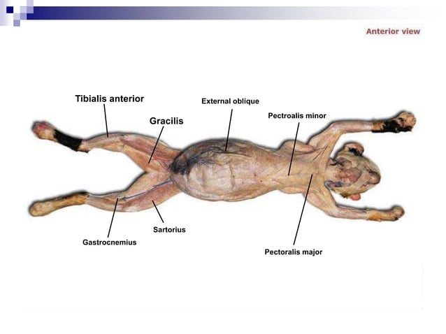 Cat dissection lab_labeled_images