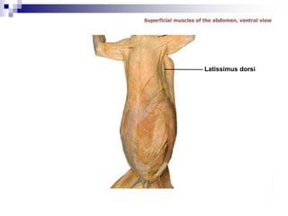Latissimus Dorsi Cat