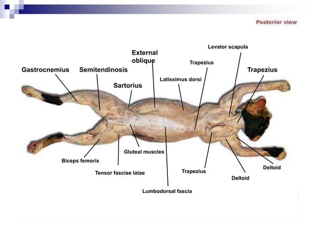 Cat dissection lab_labeled_images