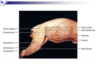 Lumbodorsal Fascia Cat