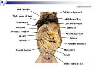 Cat Dissection Digestive System