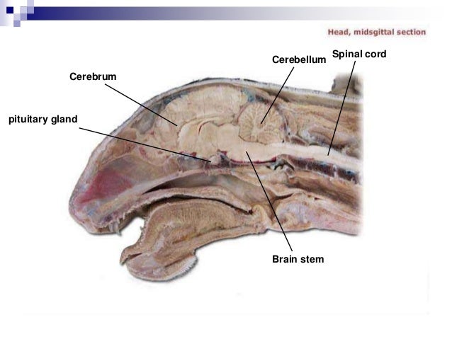 Cat dissection lab_labeled_images