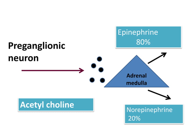 Catecholamines | PPTX | Heart and Cardiovascular Diseases | Diseases ...