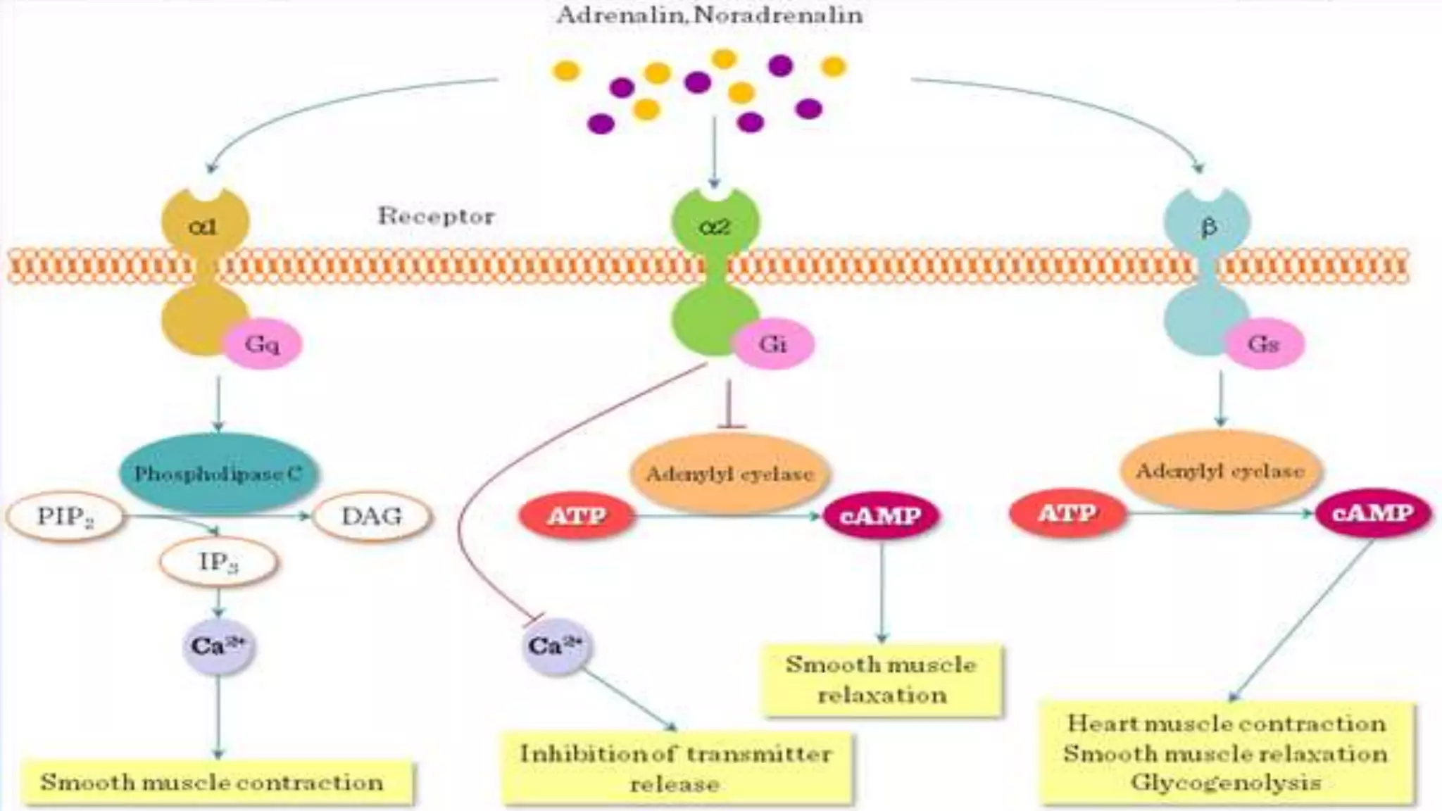 Catecholamines - Rivin | PPTX
