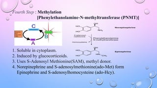 Catecholamines - Rivin | PPTX