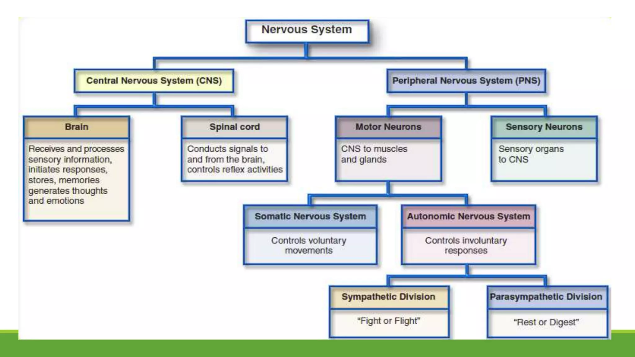 Catecholamines & noncatecholamines | PPTX