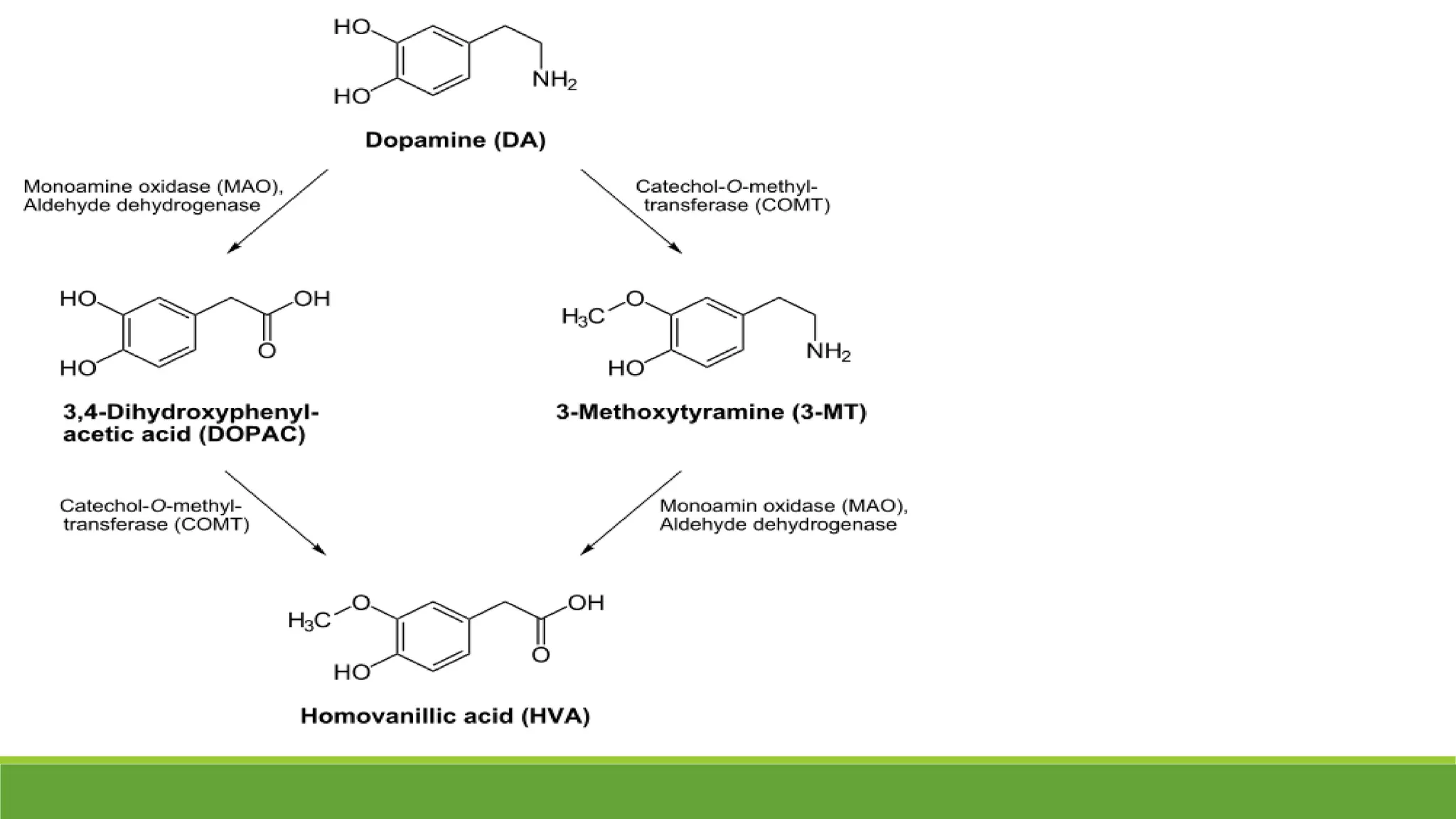 Catecholamines & noncatecholamines | PPTX | Endocrine and Metabolic Diseases | Diseases and ...