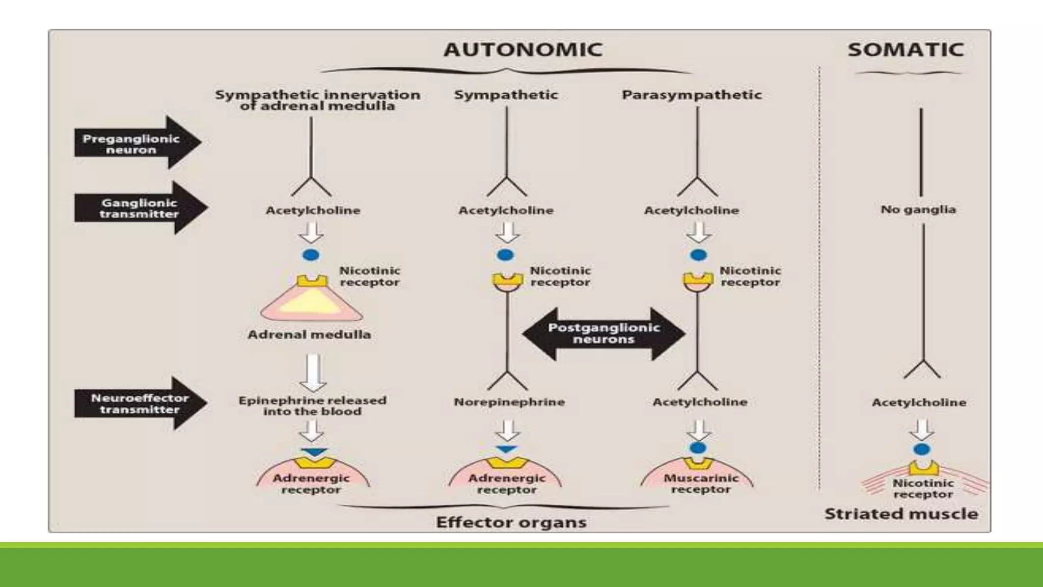 Catecholamines & noncatecholamines | PPTX