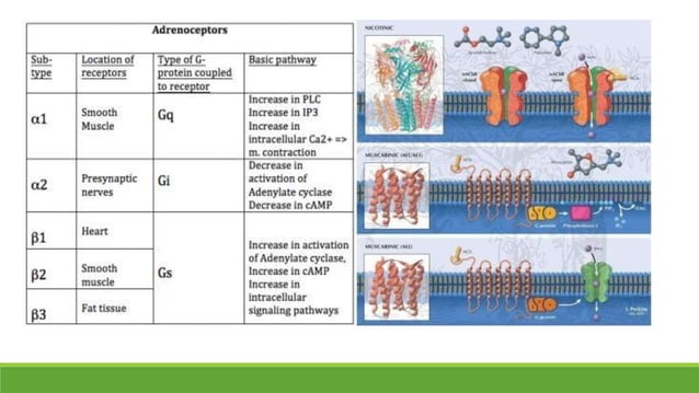 Catecholamines & noncatecholamines | PPTX | Endocrine and Metabolic ...