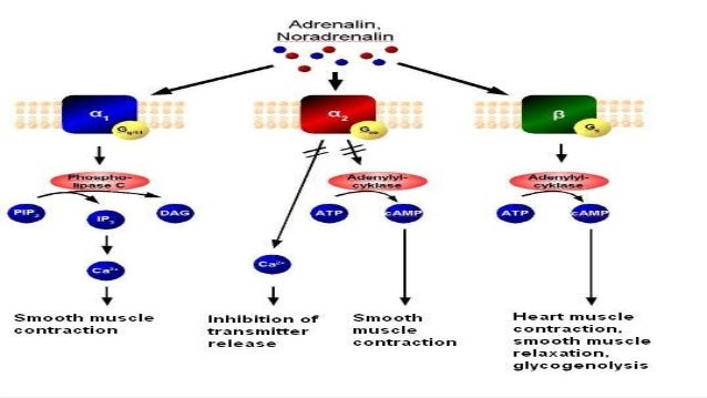 Catecholamines & noncatecholamines