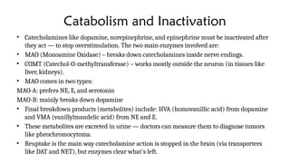 Catecholamines: Structure, Synthesis, Functions and Clinical Relevance ...