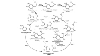 Catecholamines: Structure, Synthesis, Functions and Clinical Relevance ...
