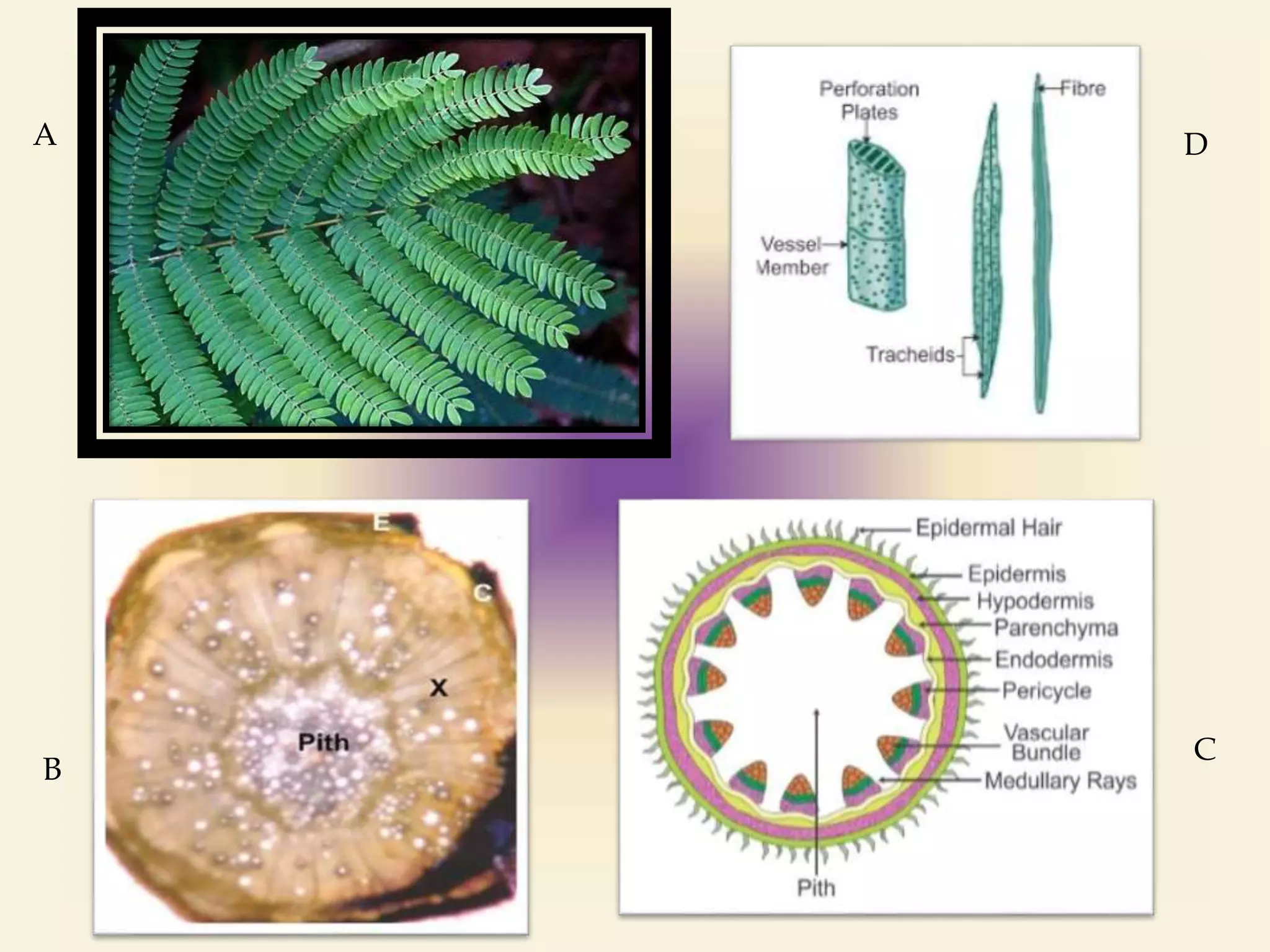 CATECHU- BLACK AND PALE | PPTX