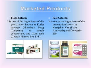 CATECHU- BLACK AND PALE | PPTX