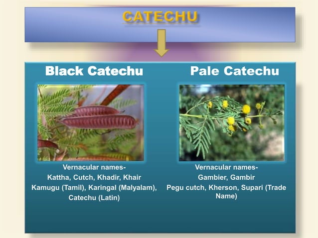 CATECHU- BLACK AND PALE | PPTX