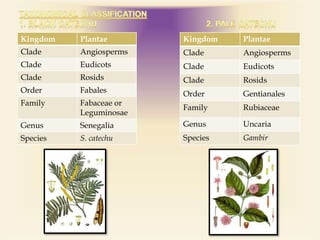 CATECHU- BLACK AND PALE | PPTX