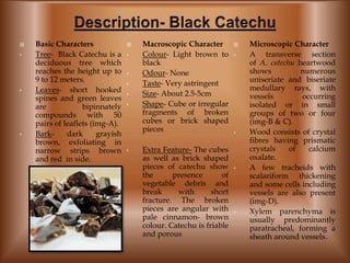 CATECHU- BLACK AND PALE | PPTX