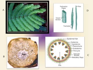 CATECHU- BLACK AND PALE | PPTX