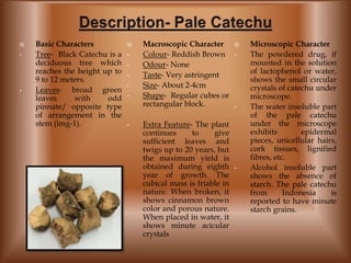 CATECHU- BLACK AND PALE | PPTX