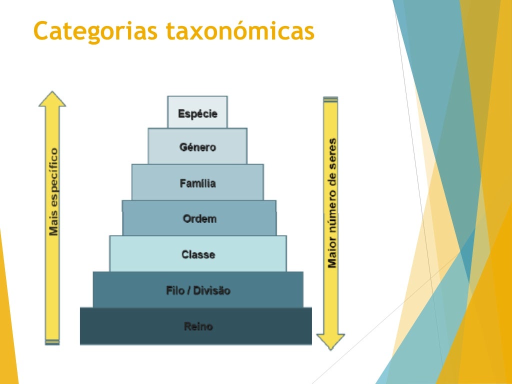 Categorias taxonómicas