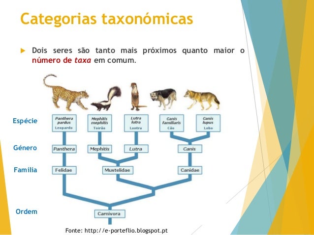 Categorias taxonómicas