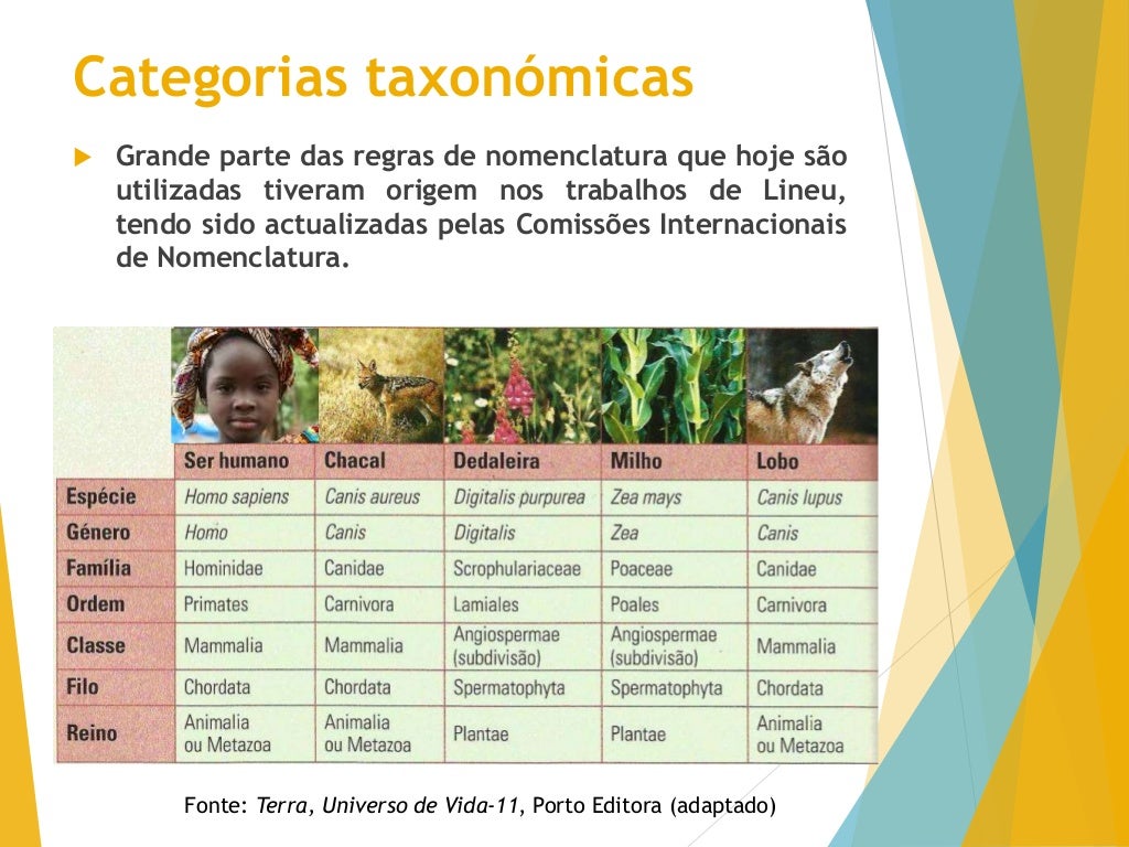 Categorias taxonómicas