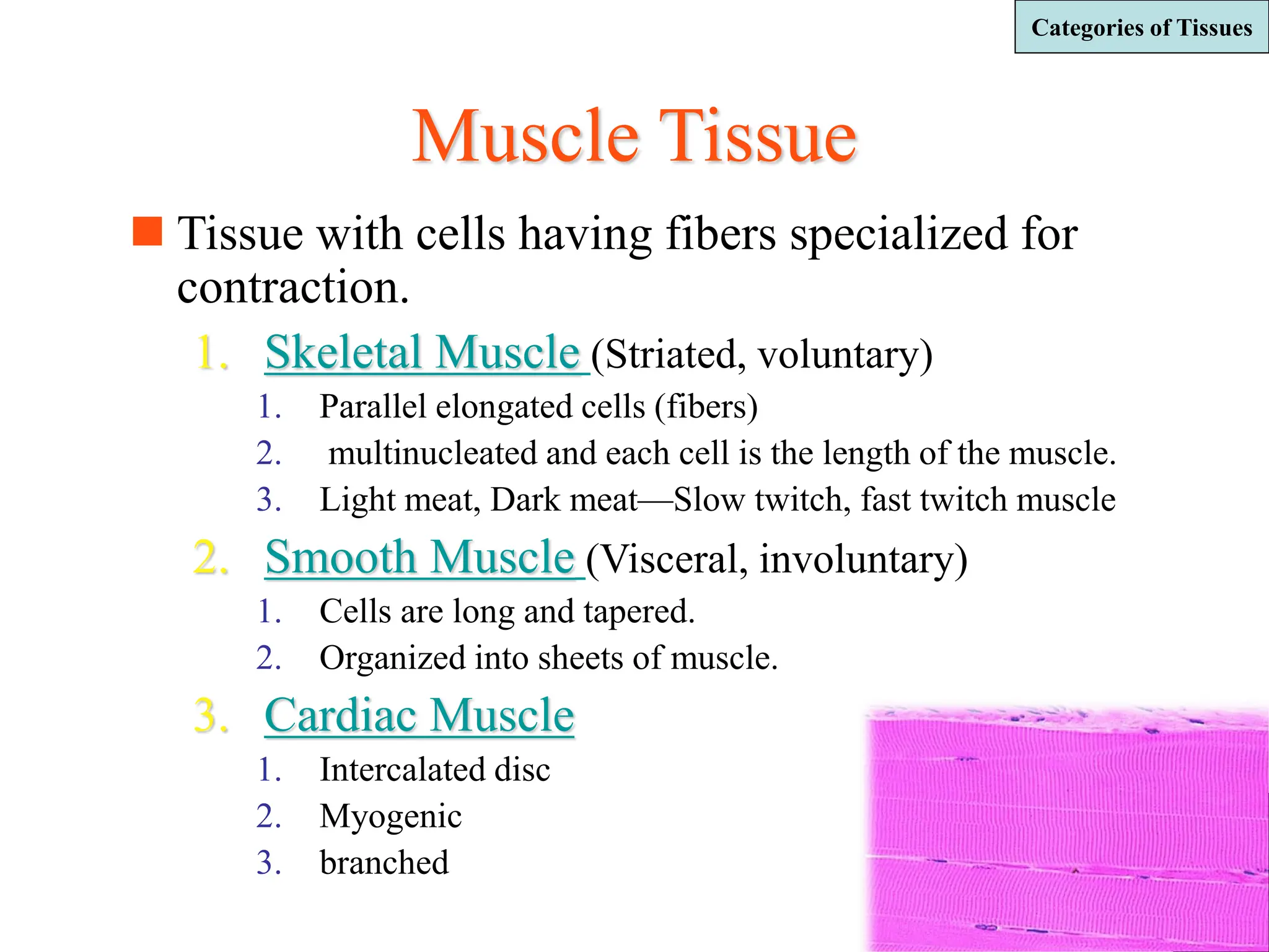 histology tissue categories | PPT
