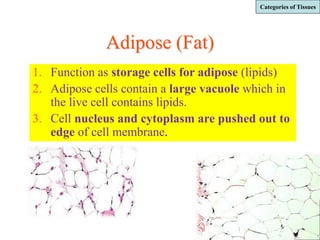 histology tissue categories | PPT