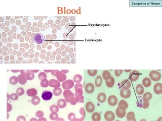 histology tissue categories | PPT