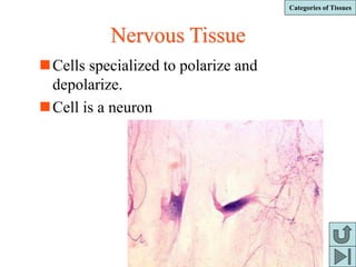 histology tissue categories | PPT