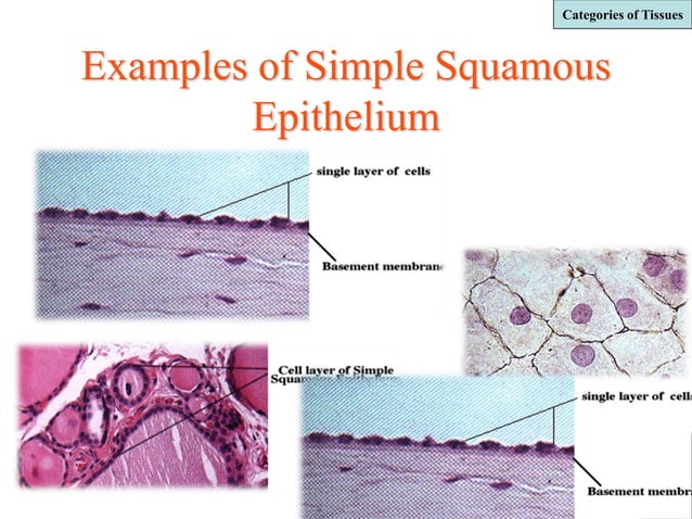 histology tissue categories | PPT