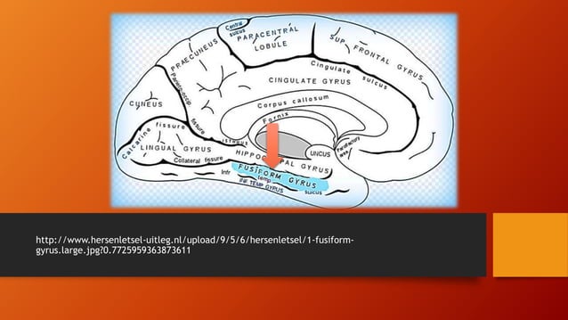 Categorisation in human brain | PPT