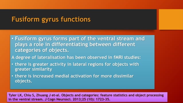 Categorisation in human brain | PPT