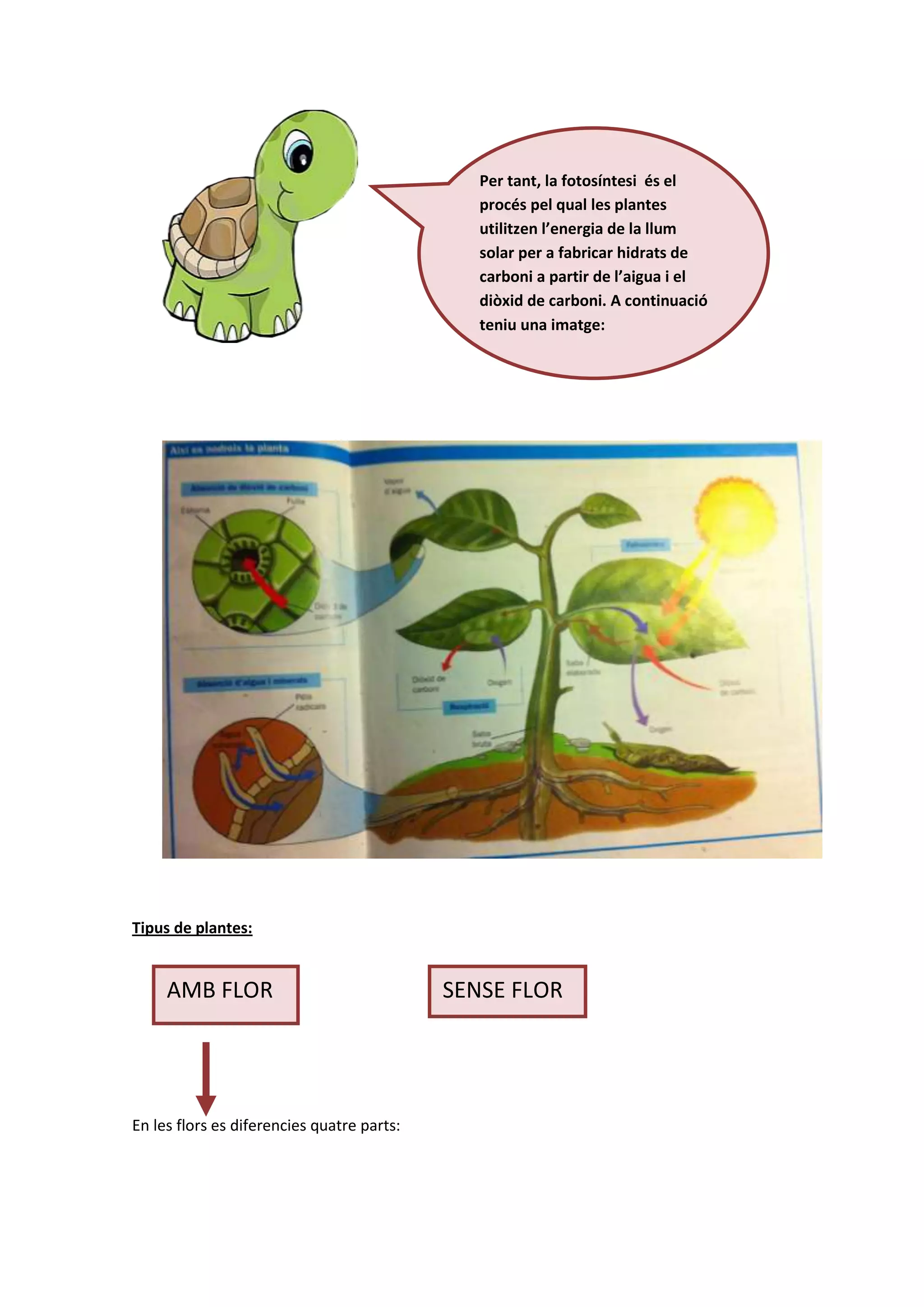Què són les plantes? | DOCX