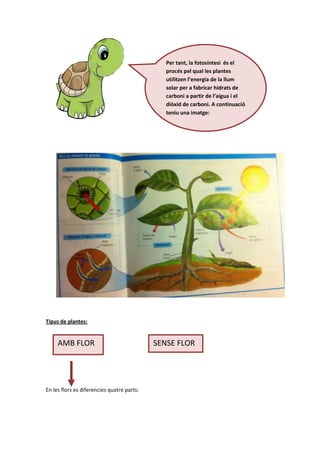 Què són les plantes? | PDF | Free Download