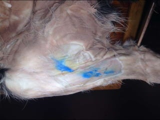 Cat external ee and tw | PPTX