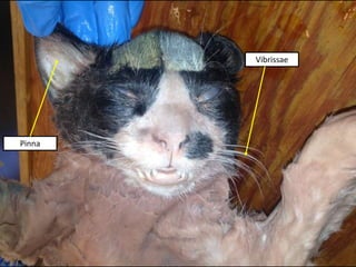 Cat external ee and tw | PPTX