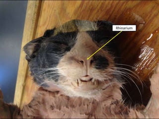 Cat external ee and tw | PPT