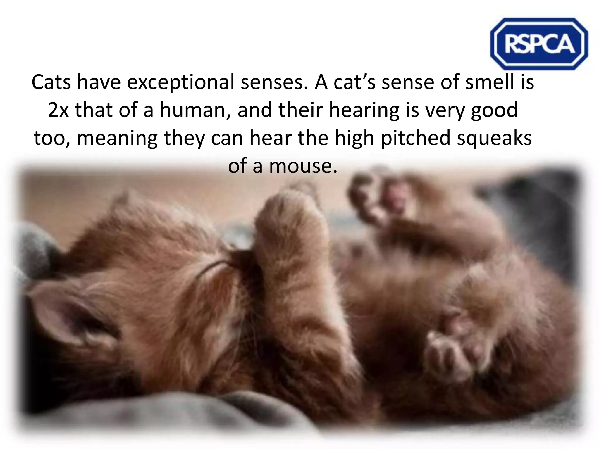 Cat Facts from the RSPCA | PPTX