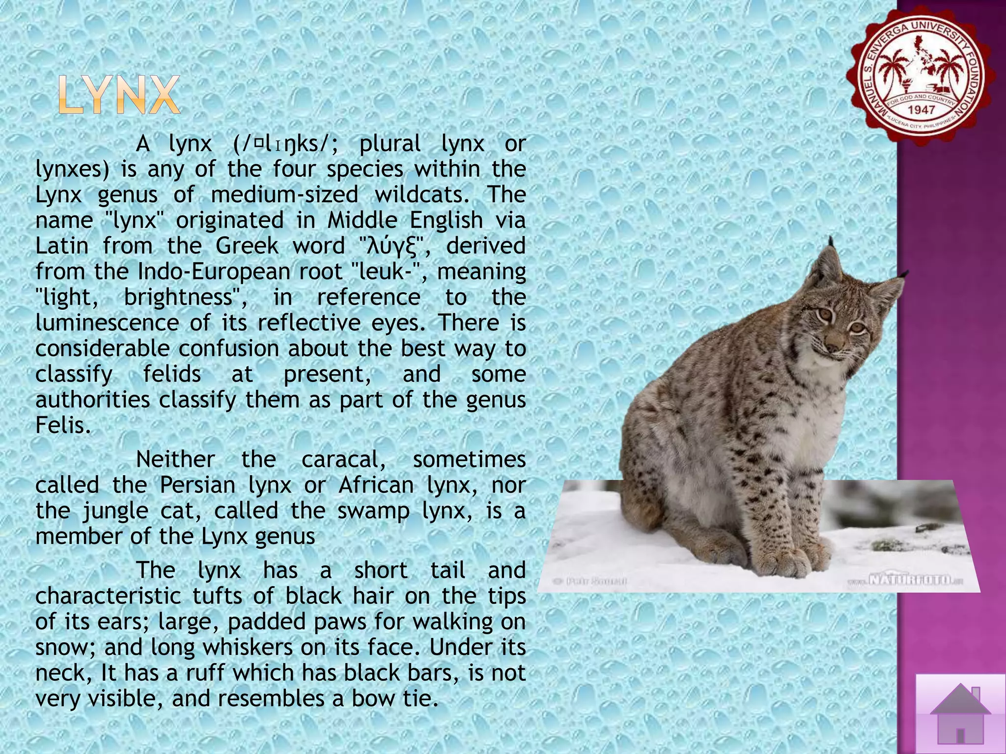 Cat family (Breeds of Cat) | PPTX